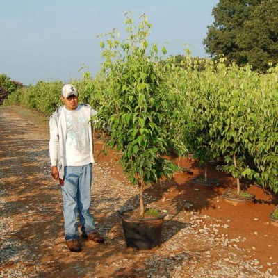 Constellation Dogwood Archives - Hale and Hines Nursery