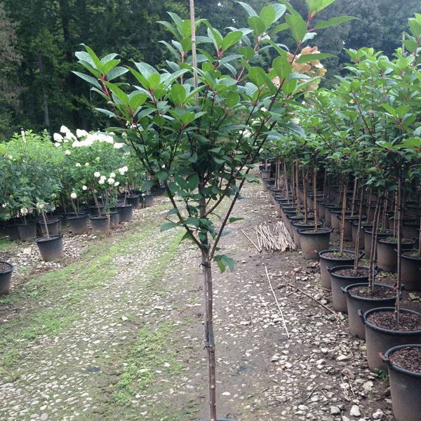 Hydrangea Paniculata 'Quick Fire' (Quick Fire Hydrangea) - Hale and ...